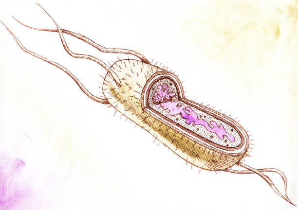 Salmonella Bacterium Clip Art, Vector Images & Illustrations - iStock Salmonella Bacterium Clip Art, Vector Images & Illustrations - iStock