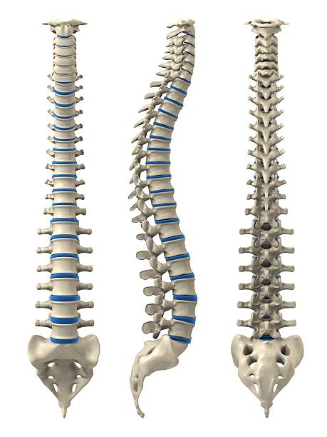 Human Spine Pictures, Images and Stock Photos - iStock Human Spine Pictures, Images and Stock Photos - iStock