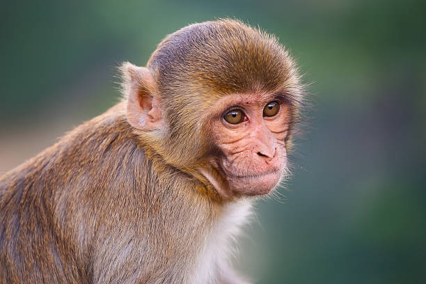 Rhesus Monkey Pictures, Images and Stock Photos - iStock Rhesus Monkey Pictures, Images and Stock Photos - iStock