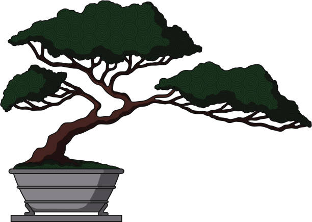 Bonsai Tree Clip Art, Vector Images & Illustrations - iStock Bonsai Tree Clip Art, Vector Images & Illustrations - iStock