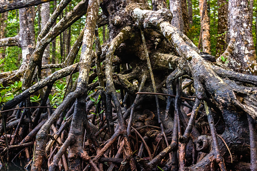 Pohon Bakau Di Sepanjang Sungai Akar Pohon Mangrove Di Hutan Mangrove