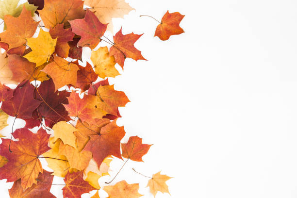 Flat Lay Maple Leaves – Free Nature Stock