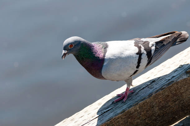 Free picture: white, pigeon, lakeside, bird, nature, water, wildlife ...