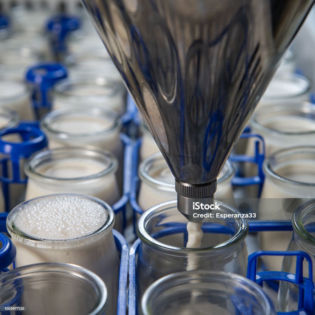 Production Of Yogurt In A Farm Homemade Cows Milk Yoghurt Stock Photo ... Production Of Yogurt In A Farm Homemade Cows Milk Yoghurt Stock Photo ...