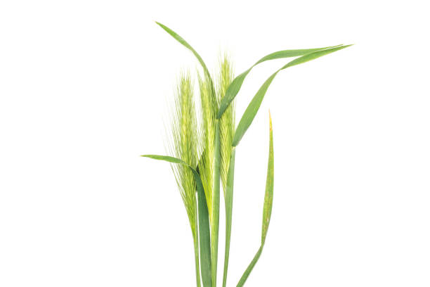 Free picture: Hare barley or foxtail (Hordeum murinum) dark green grass ...
