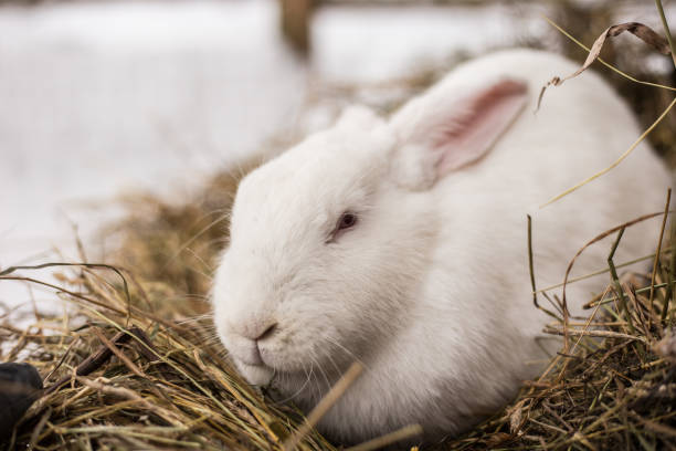 Free Stock Photo of White Rabbit Sitting in Snow | Download Free Images ...