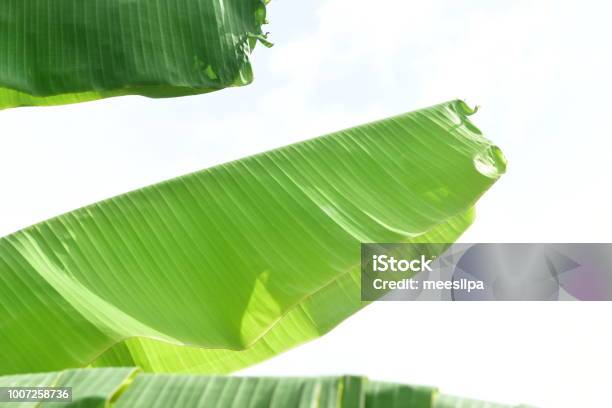 Daun Pisang Hijau Terisolasi Di Latar Belakang Putih Dengan Jalur