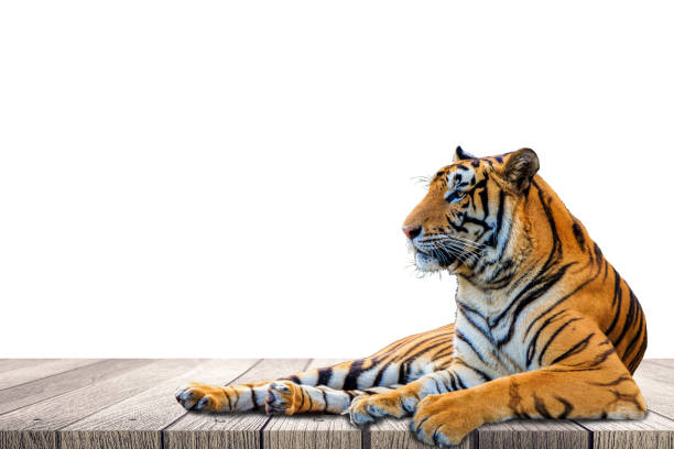 Free Stock Photo of A tiger lying down with its face down | Download ...