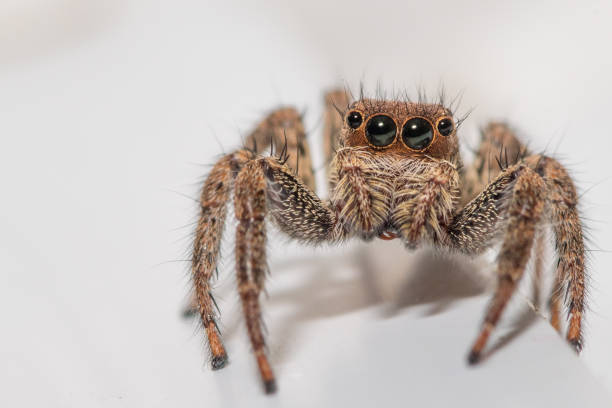 90,000+ Free Cute Spider & Spider Images - Pixabay