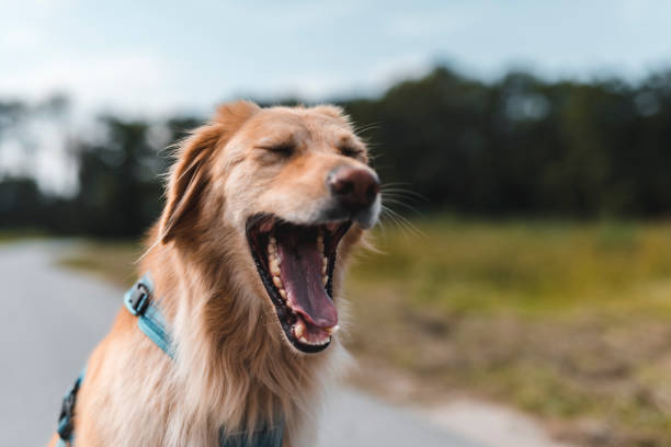 Yawning dog – free photo on Barnimages