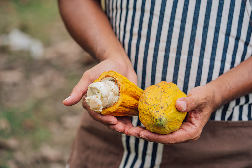 Pohon Kakao Biji Buah Kakao Organik Di Alam Theobroma Kakao Foto Stok ... Pohon Kakao Biji Buah Kakao Organik Di Alam Theobroma Kakao Foto Stok ...