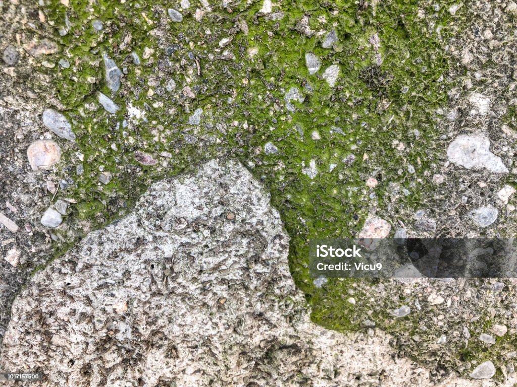 Tekstur Dinding Beton Yang Dilonggarkan Dengan Lumut Bidikan Close Up