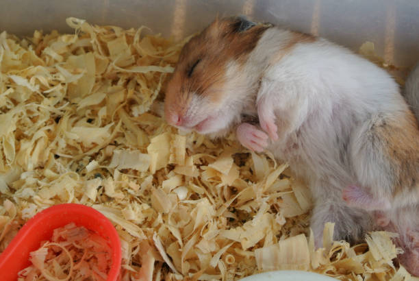 920+ Hamster Sleeping Stock Photos, Pictures & Royalty-Free Images - iStock 920+ Hamster Sleeping Stock Photos, Pictures & Royalty-Free Images - iStock
