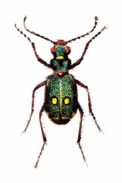 Free tiger beetle stock photos. Download the best free tiger beetle ...