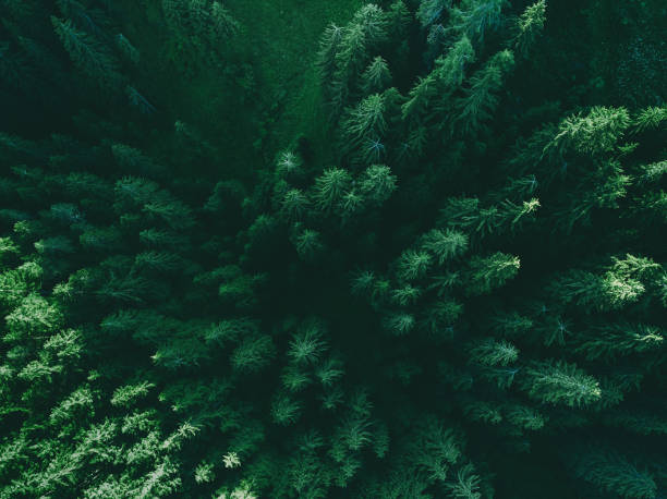 Forest Top Pictures | Download Free Images on Unsplash