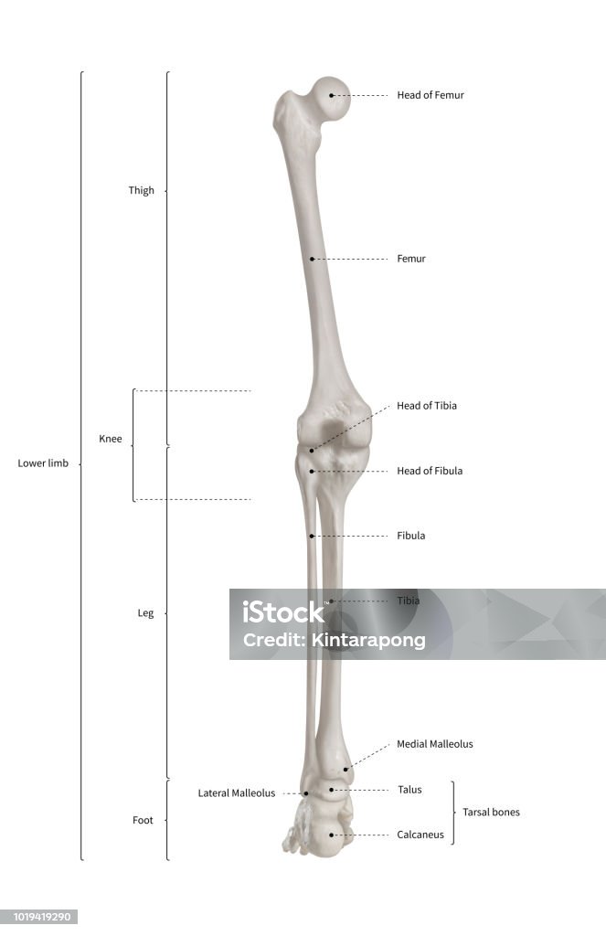 Infographic Diagram Of Human Skeleton Lower Limb Anatomy Bone System Or