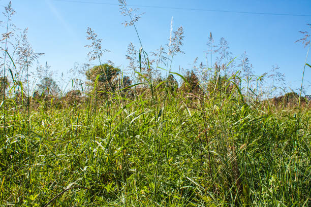 Free picture: invasive, cogan, grass