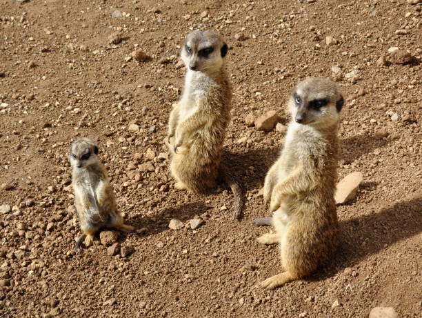 Meerkats Family Furry - Free photo on Pixabay