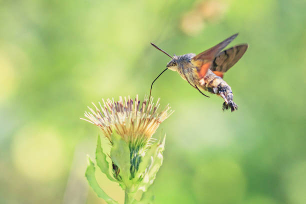 Moth Hummingbird Hawk Insect - Free photo on Pixabay
