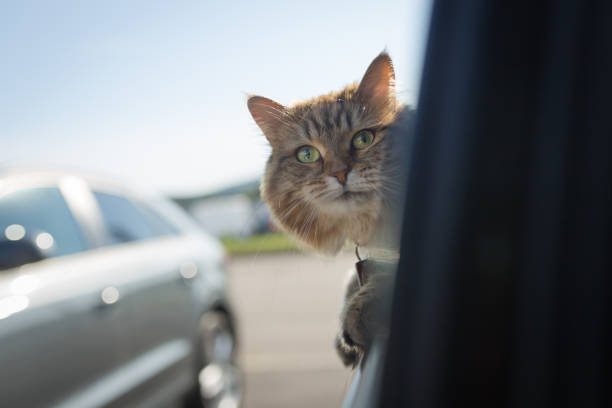 Cat Car Pictures | Download Free Images on Unsplash