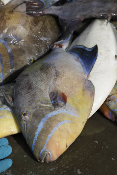 Free Stock Photo of Semicircle Angelfish or Blue Angelfish ...
