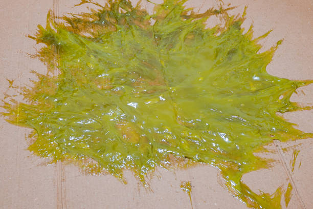 120+ Mouse Caught And Killed In A Mouse Trap Close Up Stock Photos ... 120+ Mouse Caught And Killed In A Mouse Trap Close Up Stock Photos ...