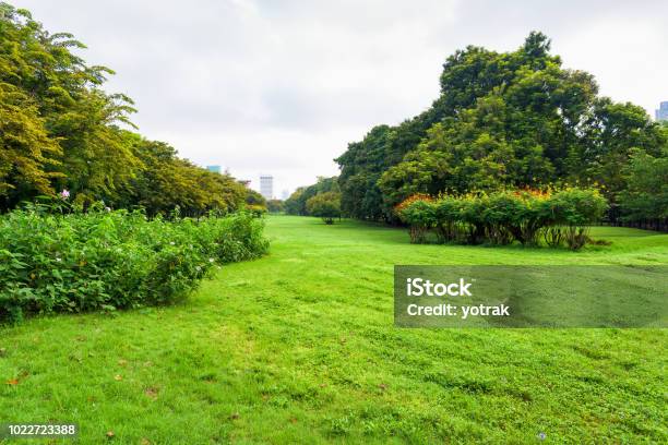 Lapangan Rumput Hijau Di Taman Di Pusat Kota Dengan Bangunan Bisnis ... Lapangan Rumput Hijau Di Taman Di Pusat Kota Dengan Bangunan Bisnis ...
