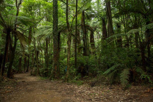 New Zealand Bush Pictures | Download Free Images on Unsplash