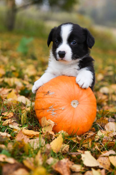 280+ Dog Corgi And Pumpkin Stock Photos, Pictures & Royalty-Free Images ... 280+ Dog Corgi And Pumpkin Stock Photos, Pictures & Royalty-Free Images ...