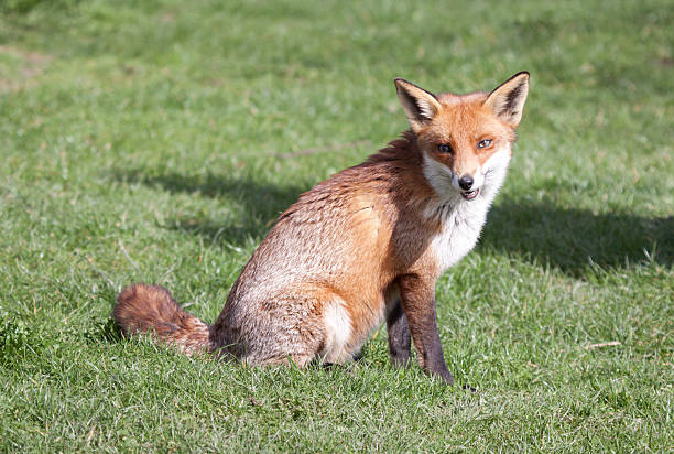 Free picture: red fox, skins