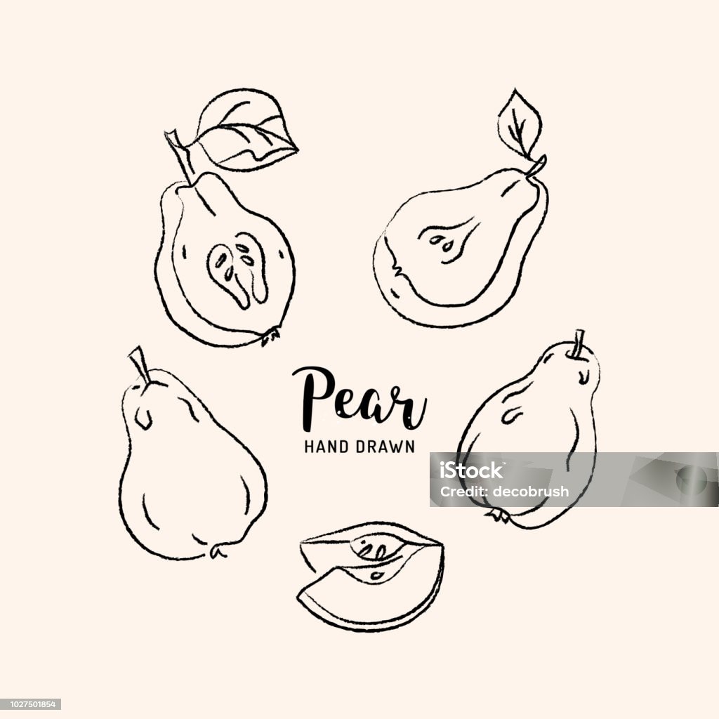 Pir Menggambar Vector Tangan Ditarik Pir Sketsa Pir Di Latar Belakang