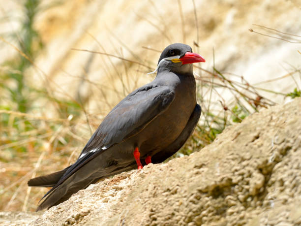 Inca Tern Foto Foto Foto Stok Potret And Gambar Bebas Royalti Istock