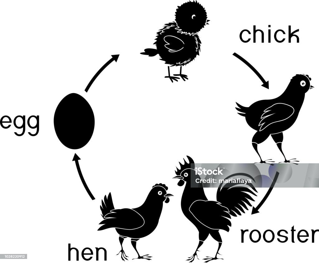 Chicken Life Cycle With Titles Stock Illustration Download Image Now