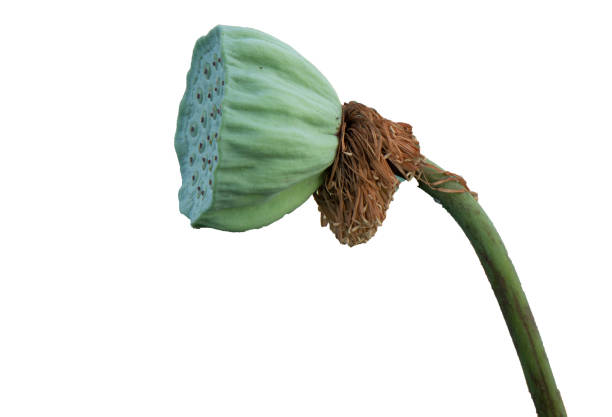 Lotus Seed Pod Plant - Free photo on Pixabay - Pixabay