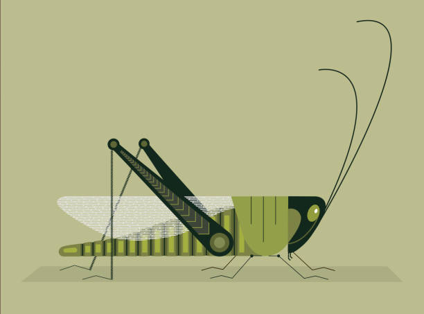 420+ Grasshopper Jumping Stock Illustrations, Royalty-Free Vector ... 420+ Grasshopper Jumping Stock Illustrations, Royalty-Free Vector ...