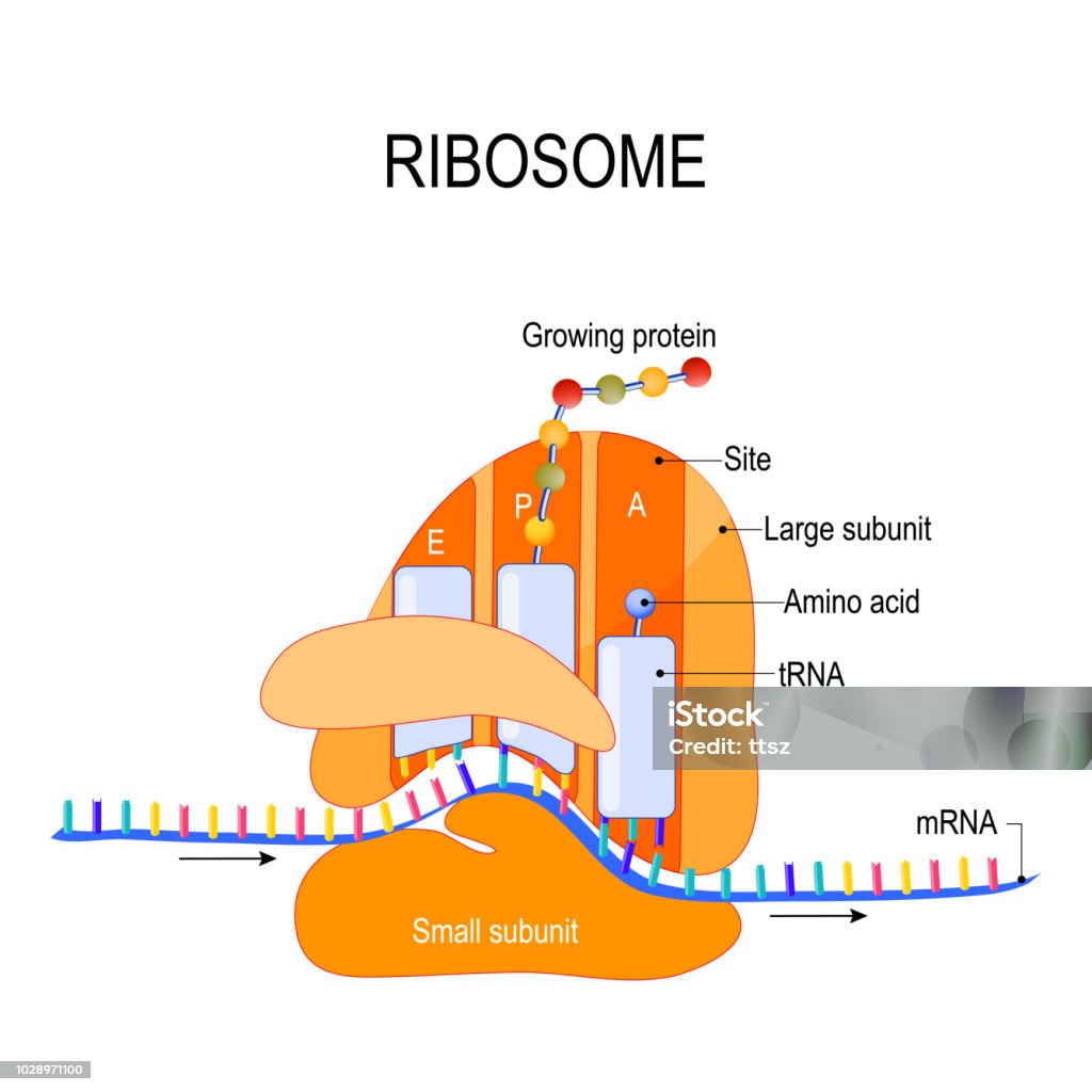 Structure Ribosome Infographics Vector Illustration Stock