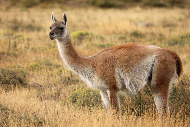 Guanaco Pictures | Download Free Images on Unsplash