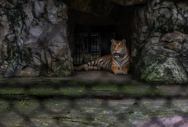 Free picture: bengal, cave, predator, tiger, cat, feline, stripe ...