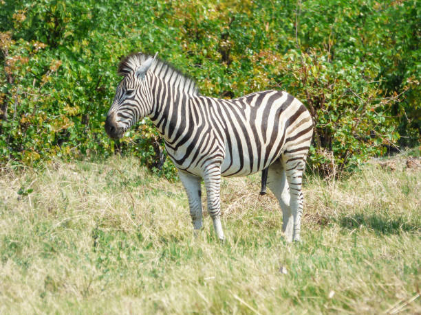 240+ Botswana Zebra Migration Stock Photos, Pictures & Royalty-Free ... 240+ Botswana Zebra Migration Stock Photos, Pictures & Royalty-Free ...