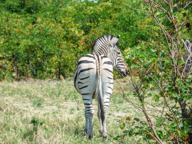 240+ Botswana Zebra Migration Stock Photos, Pictures & Royalty-Free ... 240+ Botswana Zebra Migration Stock Photos, Pictures & Royalty-Free ...