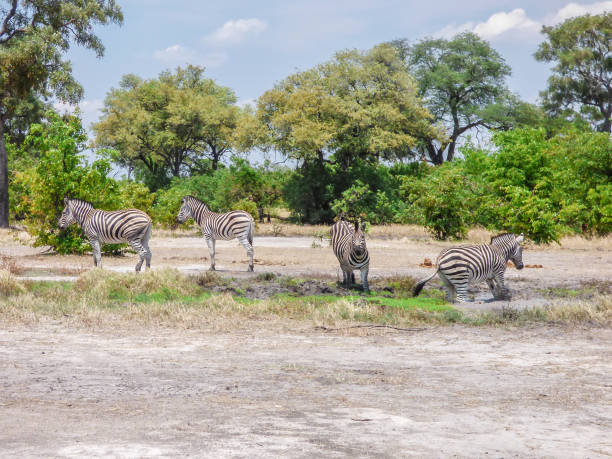 240+ Botswana Zebra Migration Stock Photos, Pictures & Royalty-Free ... 240+ Botswana Zebra Migration Stock Photos, Pictures & Royalty-Free ...