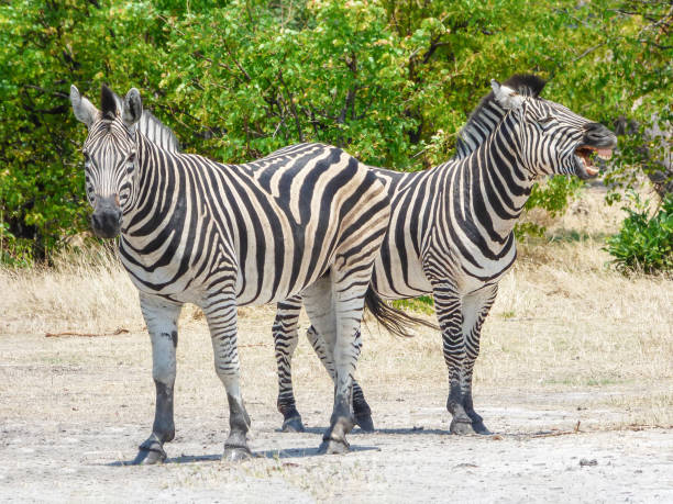 240+ Botswana Zebra Migration Stock Photos, Pictures & Royalty-Free ... 240+ Botswana Zebra Migration Stock Photos, Pictures & Royalty-Free ...