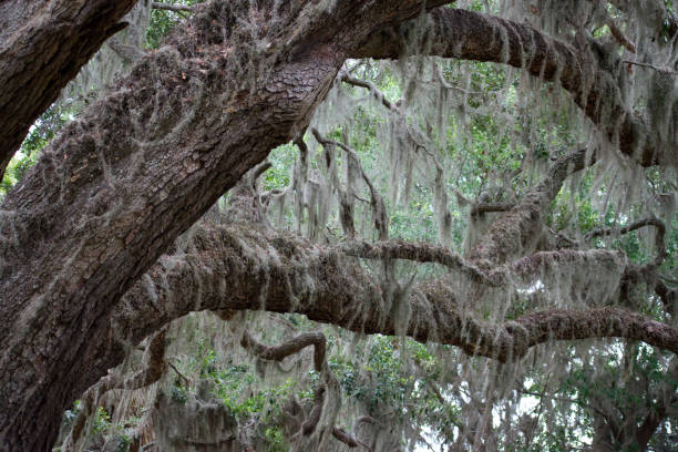 Free picture: wetlands, savannah, trees