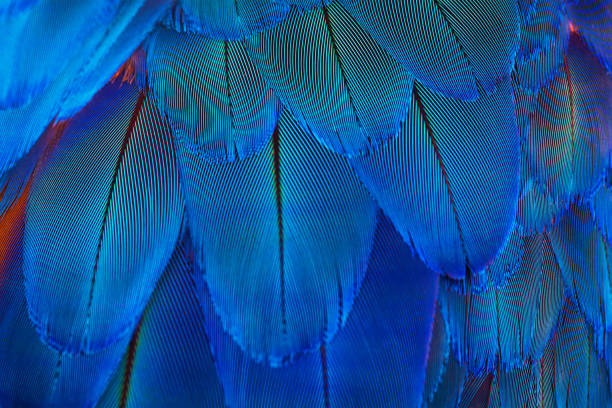 Blue Feather Pictures | Download Free Images on Unsplash
