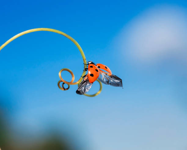 Ladybug Fana The Wayside Flying - Free photo on Pixabay