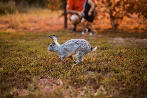 Free picture: Adorable curiosity of Easter albino white bunny rabbits