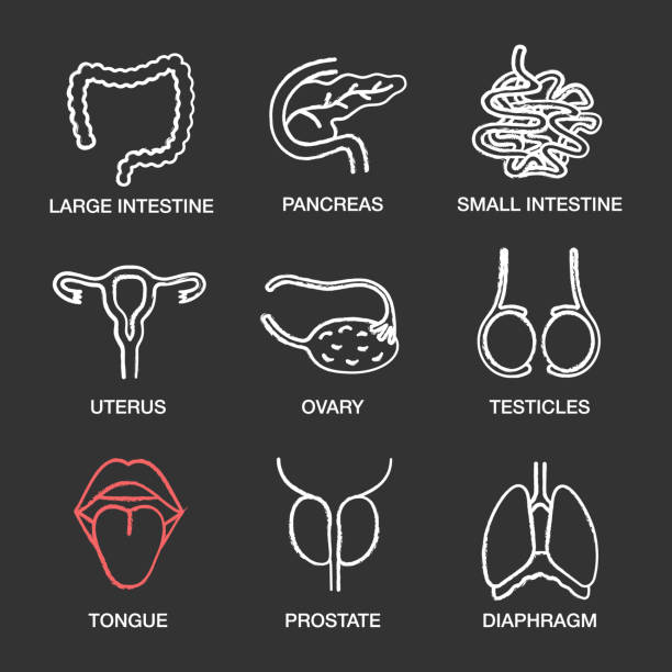 50 Anatomy Of Testis Drawing Illustrations Royalty Free Vector