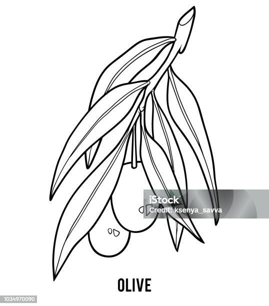 Ilustración De Libro De Colorear Para Niños Rama De Árbol De Olivo Y