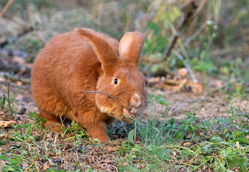 Flemish Raksasa Kelinci Makan Rumput Foto Stok - Unduh Gambar Sekarang ... Flemish Raksasa Kelinci Makan Rumput Foto Stok - Unduh Gambar Sekarang ...