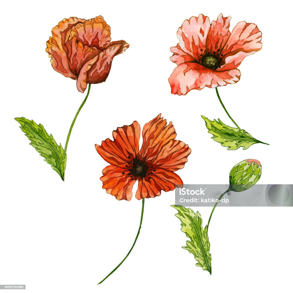 Bunga Poppy Merah Yang Indah Dengan Daun Hijau Seperangkat Gambar Bunga